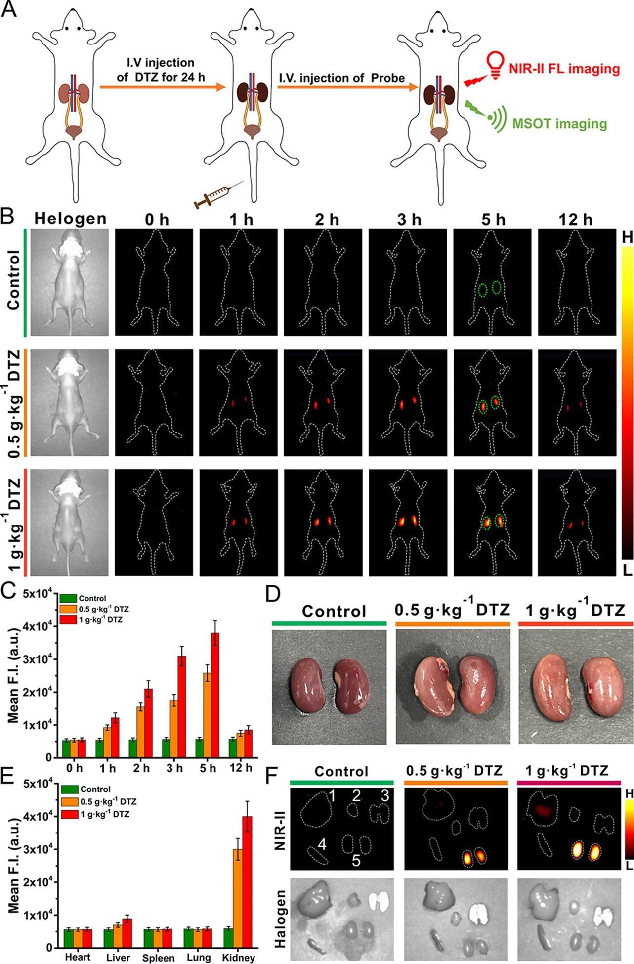 染料探针 | 具有水溶性和光稳定性的激活型肾清除探针利用生物标志物对急性肾损伤进行NIR-II荧光和光声检测 - 知乎