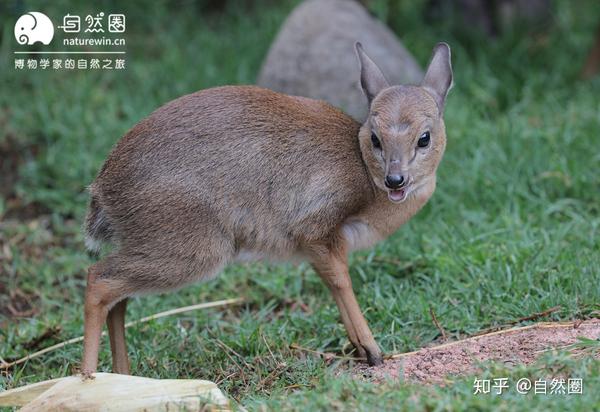 多图预警 | 非洲羚羊大选美——力量、犄角与速度 - 知乎