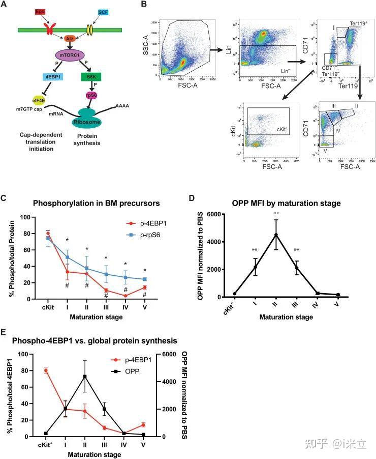 IF:13.6|一种独特的翻译程序调控红细胞的命运!|Science Advances elF4E通过调控独特翻译程序控制 - 知乎