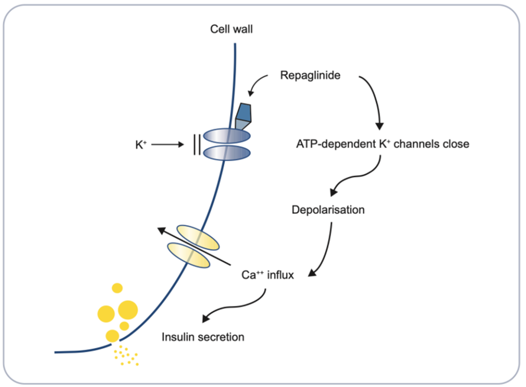 【药物发现】降糖药的发展历程简介（上） - 知乎