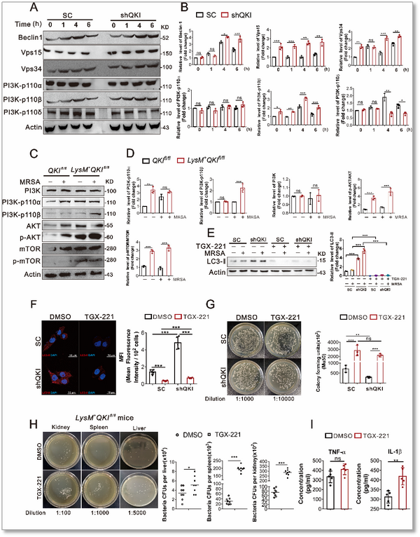 Cell Biosci︱空军军医大学汪莉/卢兹凡团队发现RNA结合蛋白QKI有望成为治疗MRSA感染的新靶点 - 知乎