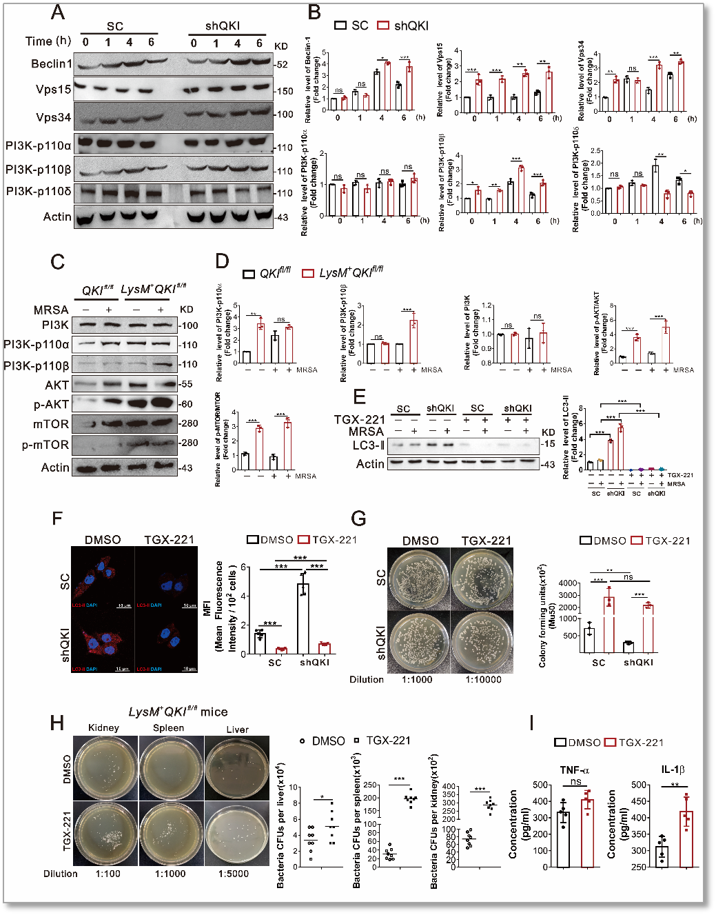 Cell Biosci︱空军军医大学汪莉/卢兹凡团队发现RNA结合蛋白QKI有望成为治疗MRSA感染的新靶点 - 知乎