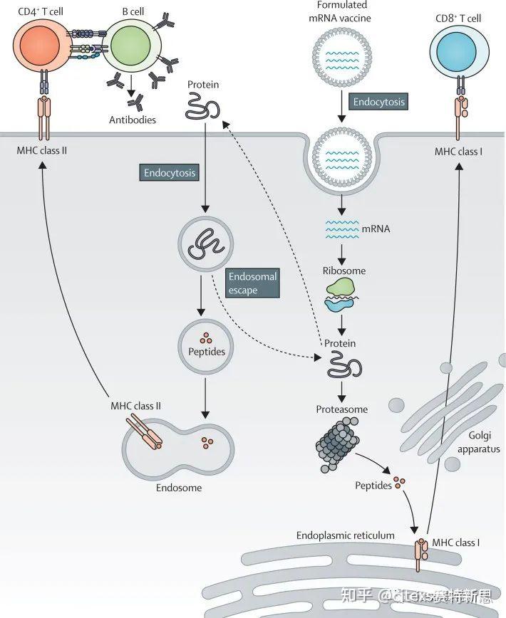 MHC分子、APC细胞及T细胞之间的关联及详解 - 知乎