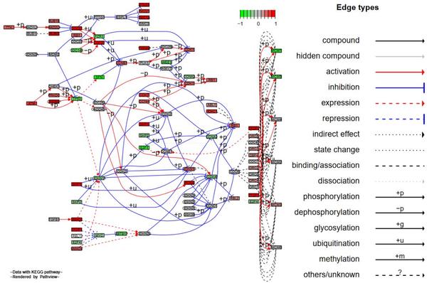 Pathview包：整合表达谱数据可视化KEGG通路 - 知乎