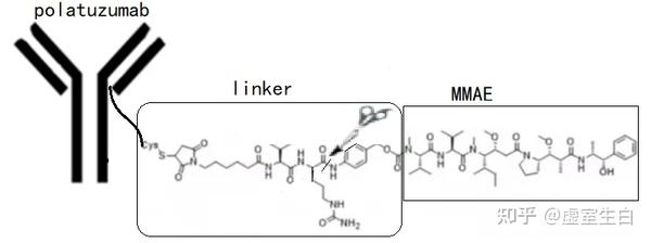 抗体偶联药物（ADC）系列（八） - 知乎