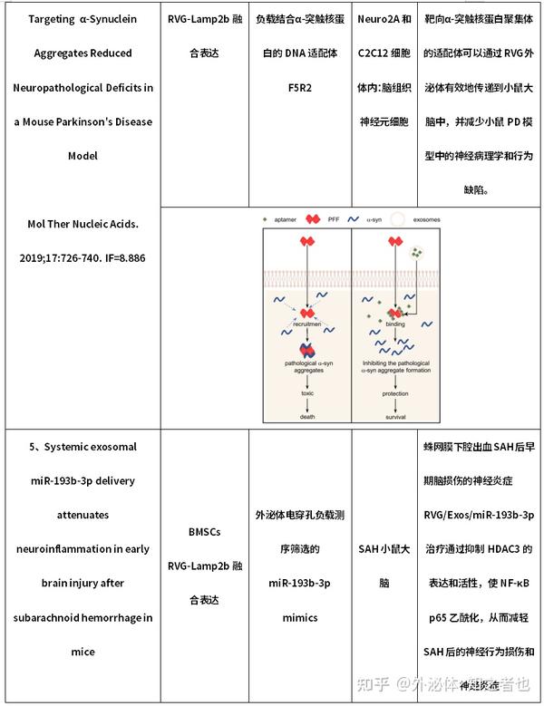 干货分享|脑神经靶向RVG修饰工程化外泌体应用 - 知乎