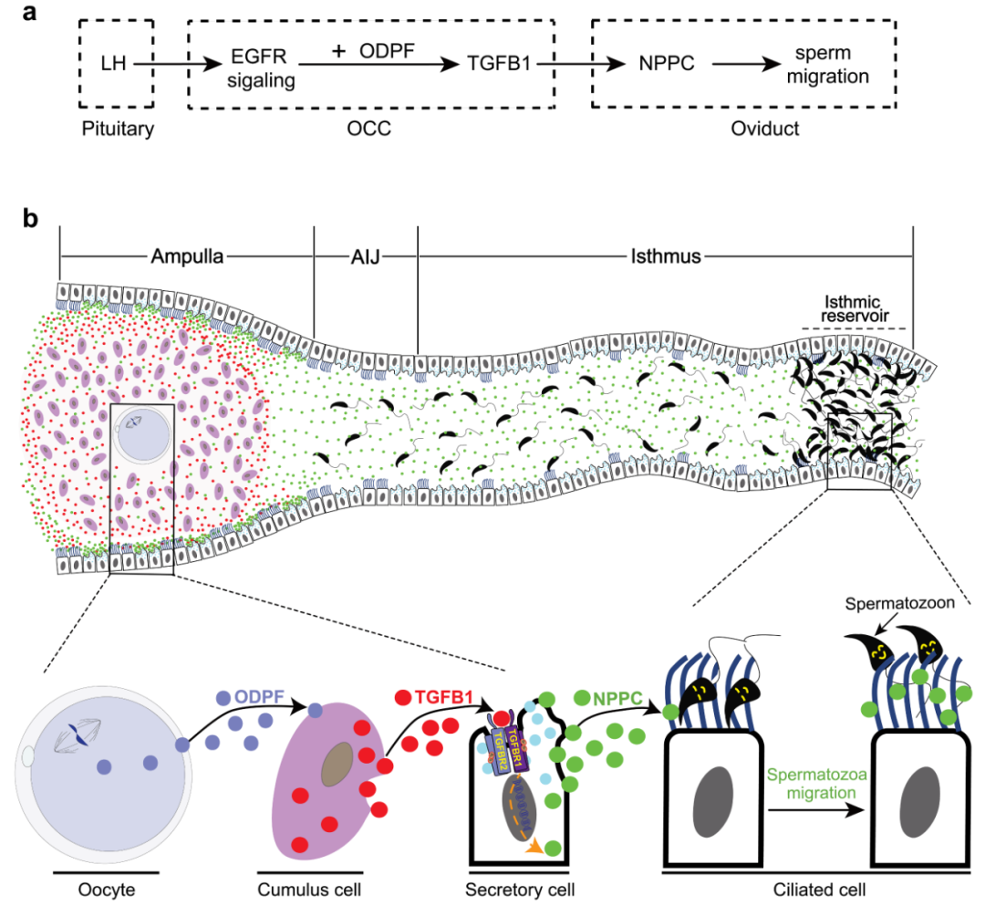 Commun Biol︱张美佳/苏友强课题组合作揭示排卵促进精子在输卵管中迁移的分子机制 - 知乎