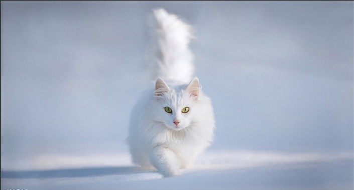 万物皆可抠，今天教大家如何快速扣取动物毛发 - 知乎