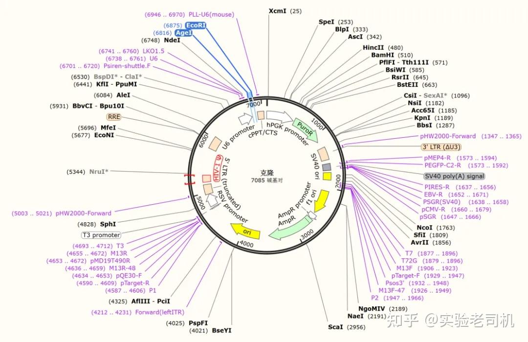 手把手教学｜shRNA设计步骤及注意事项 - 知乎