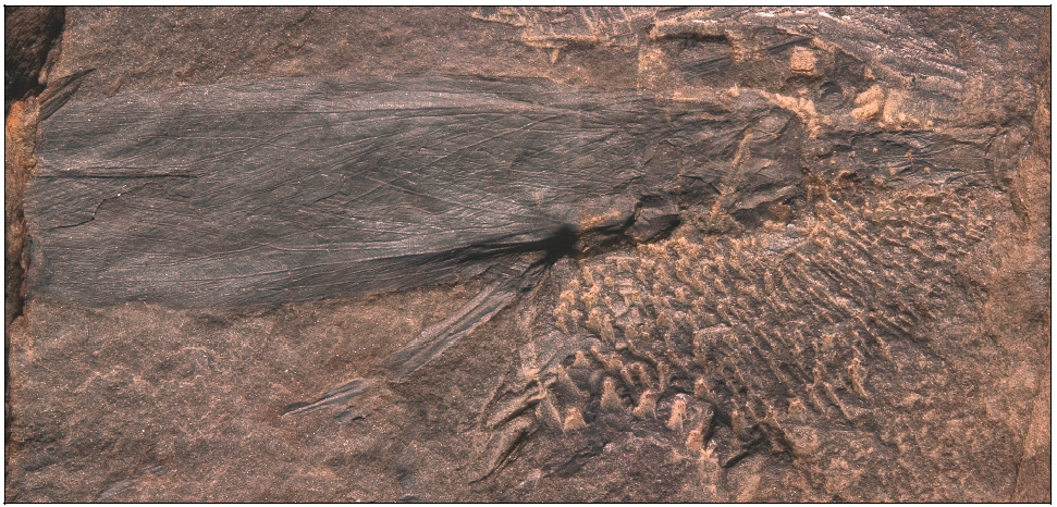 【地球演义】六足传奇7：蝗食蜩饮 - 知乎