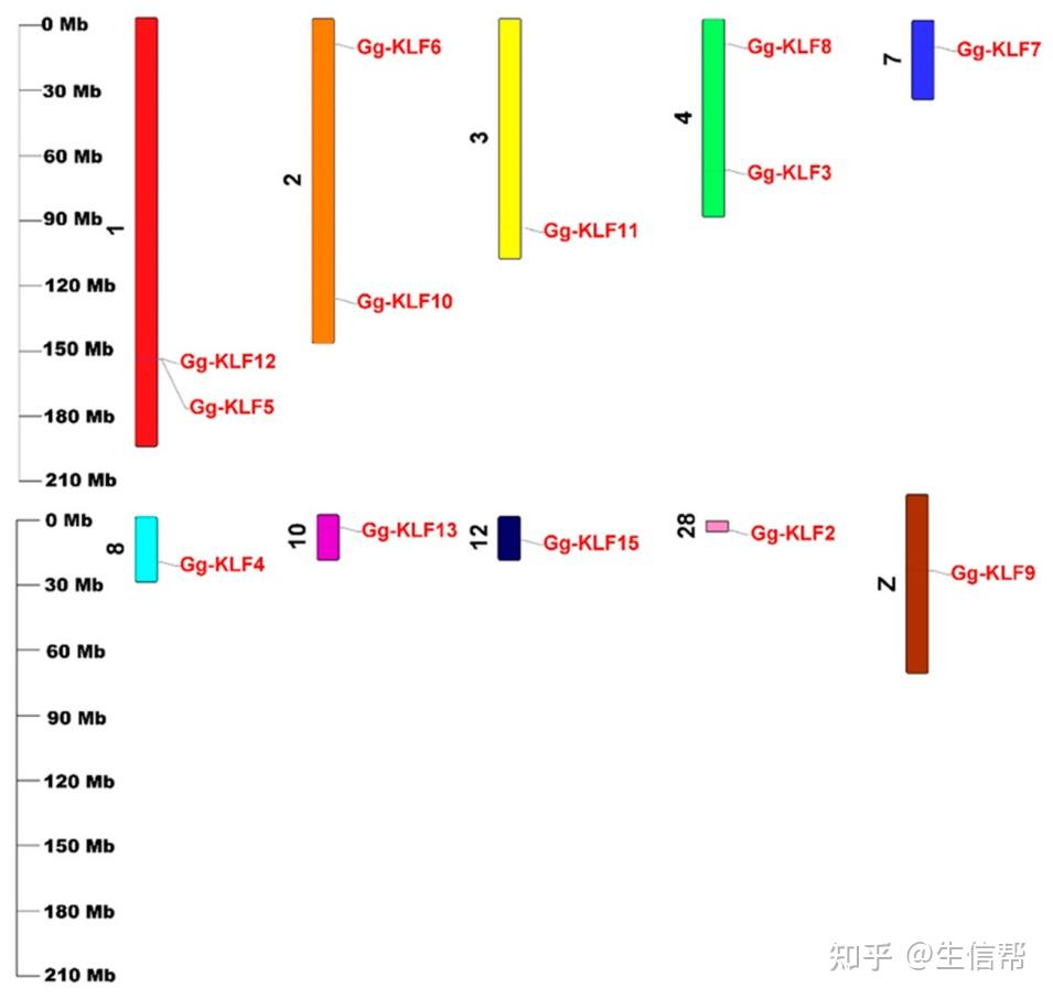 鸡KLF基因家族的全基因组分析：特性和表达谱研究 - 知乎