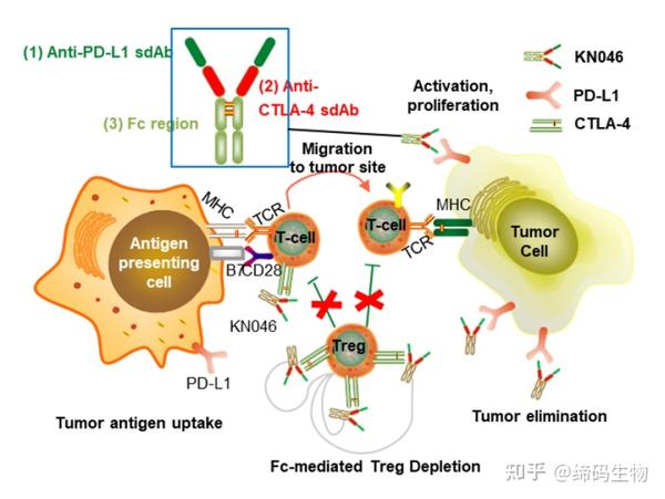 肿瘤免疫靶点 | CTLA-4 - 知乎