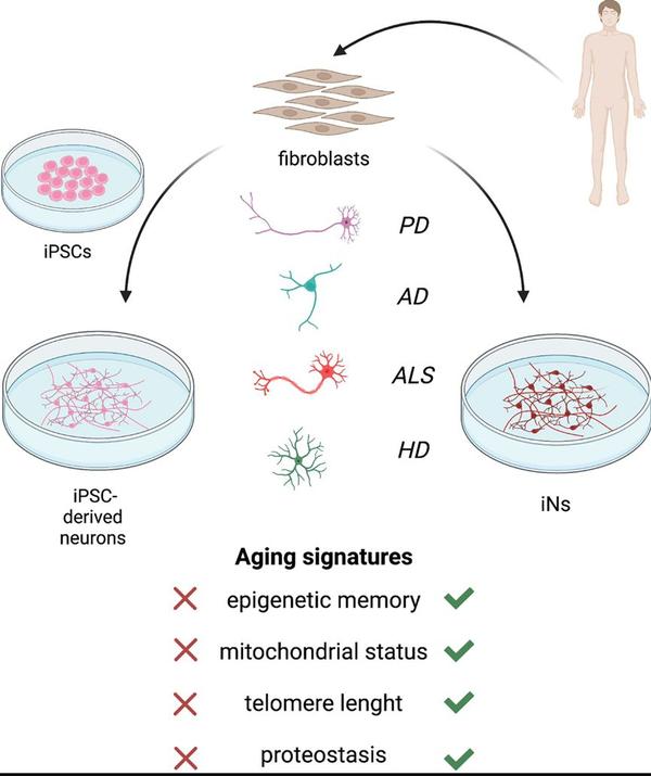 Front aging neurosci-衰老特征对iPSC衍生以及重编程神经元的影响 - 知乎