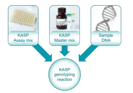 指尖跳跃的珠链——Kasp技术：Snp分型也能更快、更高、更强！ - 知乎