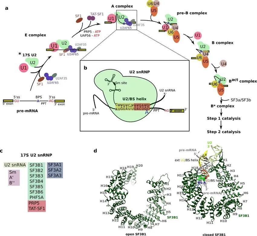 Science | 从结构生物学的角度理解人类mRNA剪接体分支位点的识别 - 知乎
