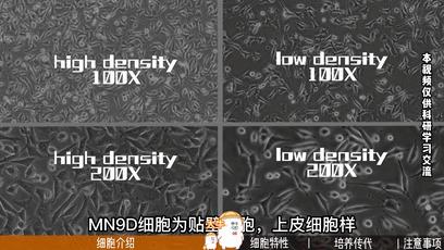 MN9D细胞培养，小鼠中脑多巴胺能神经元细胞培养攻略 - 知乎