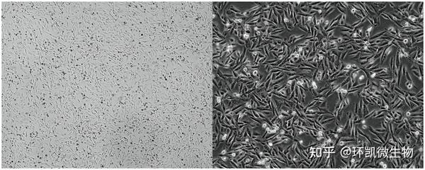 细胞攻略 | MDA-MB-231(人乳腺癌细胞)培养教程 - 知乎