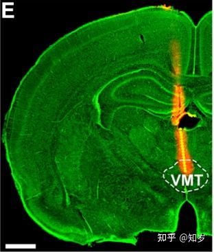 Neuron|出生后早期海马CA1回路的外部控制 - 知乎
