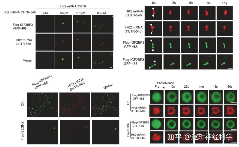 Cell Death Discovery︱中国科大刘连新团队发现在葡萄糖饥饿条件下Sestrin2蛋白通过降低HK2 mRNA稳定性而抑制糖酵 ...
