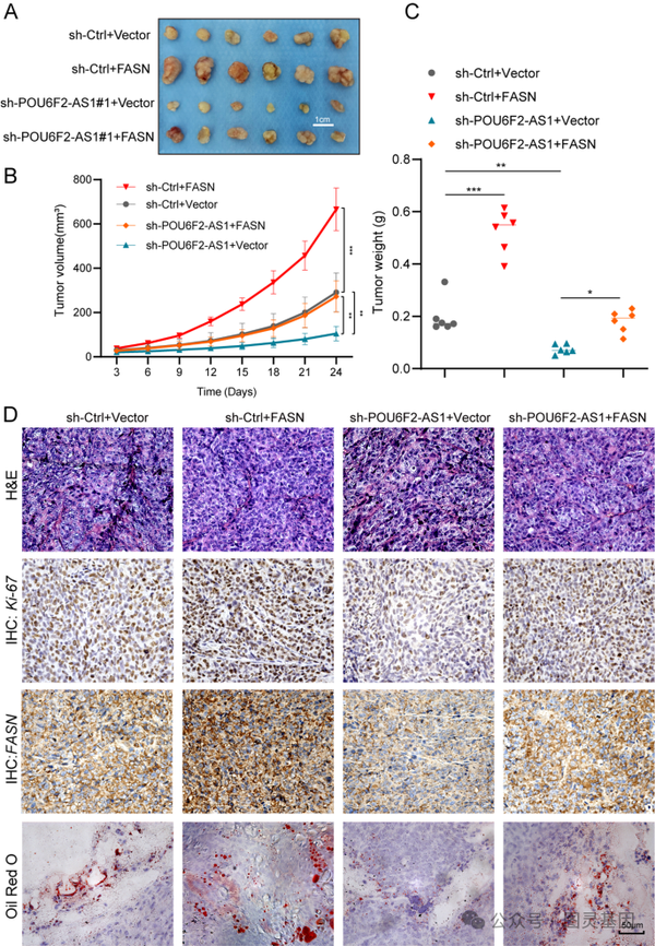 Mol Cancer | 徐州医科大学发现M6A修饰介导上调FASN调节脂肪酸代谢，促进结直肠癌生长 - 知乎