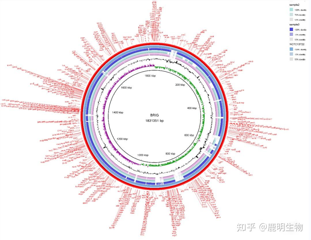 科研干货 | BRIG绘制原核生物比较基因组圈图 - 知乎