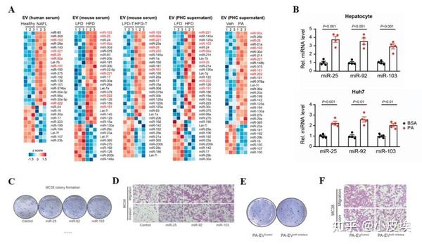 Cell Metabolism | 细胞-细胞相互作用怎么研究？看完这篇CM可能就会了 - 知乎