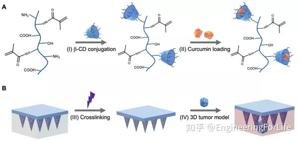 AHM：GelMA的综合运用——微针贴片+肿瘤模型 - 知乎