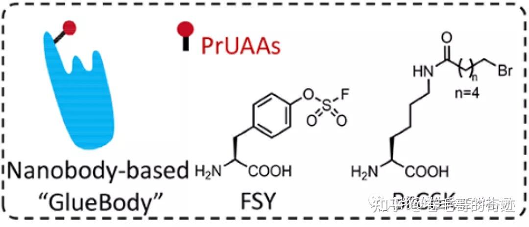 新型蛋白降解技术——GlueTAC - 知乎