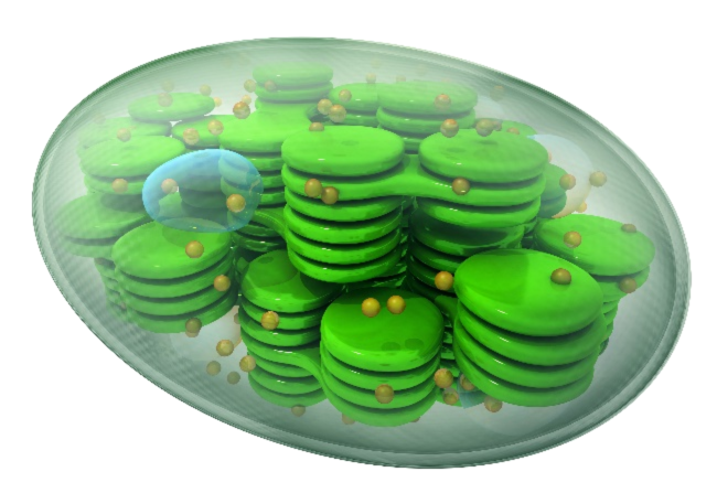 什么？叶绿体也会跳华尔兹 - 知乎