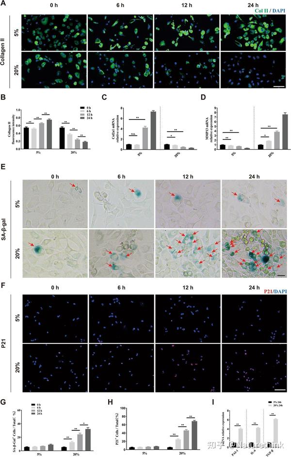 机械超负荷诱导的miR-325-3p降低促进软骨细胞衰老，加剧小关节退变 - 知乎