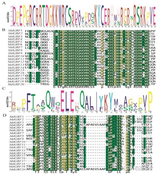 基因家族详解-GRF基因家族的全基因组鉴定和特征分析 - 知乎