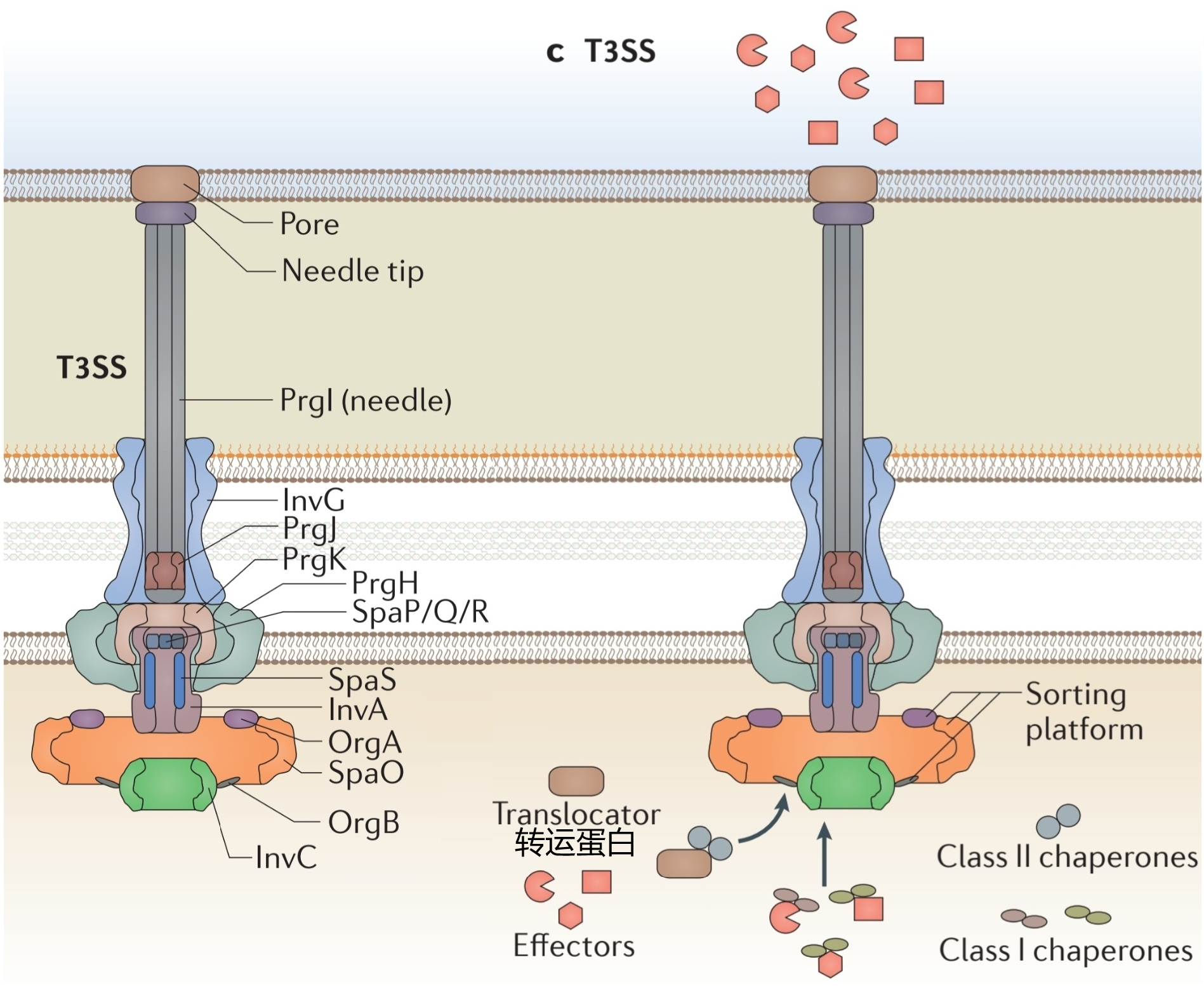 细菌的分泌系统 - 知乎