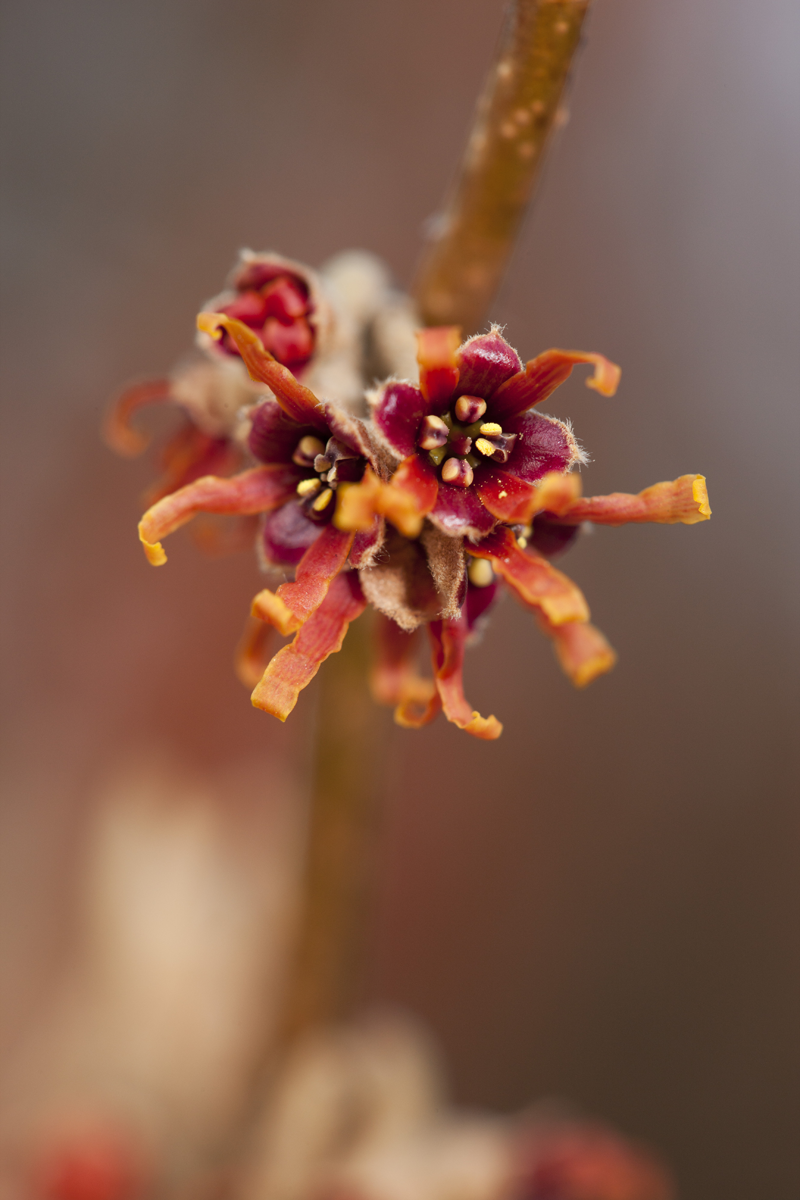 冬季女王——金缕梅丨芳草萋萋 - 知乎