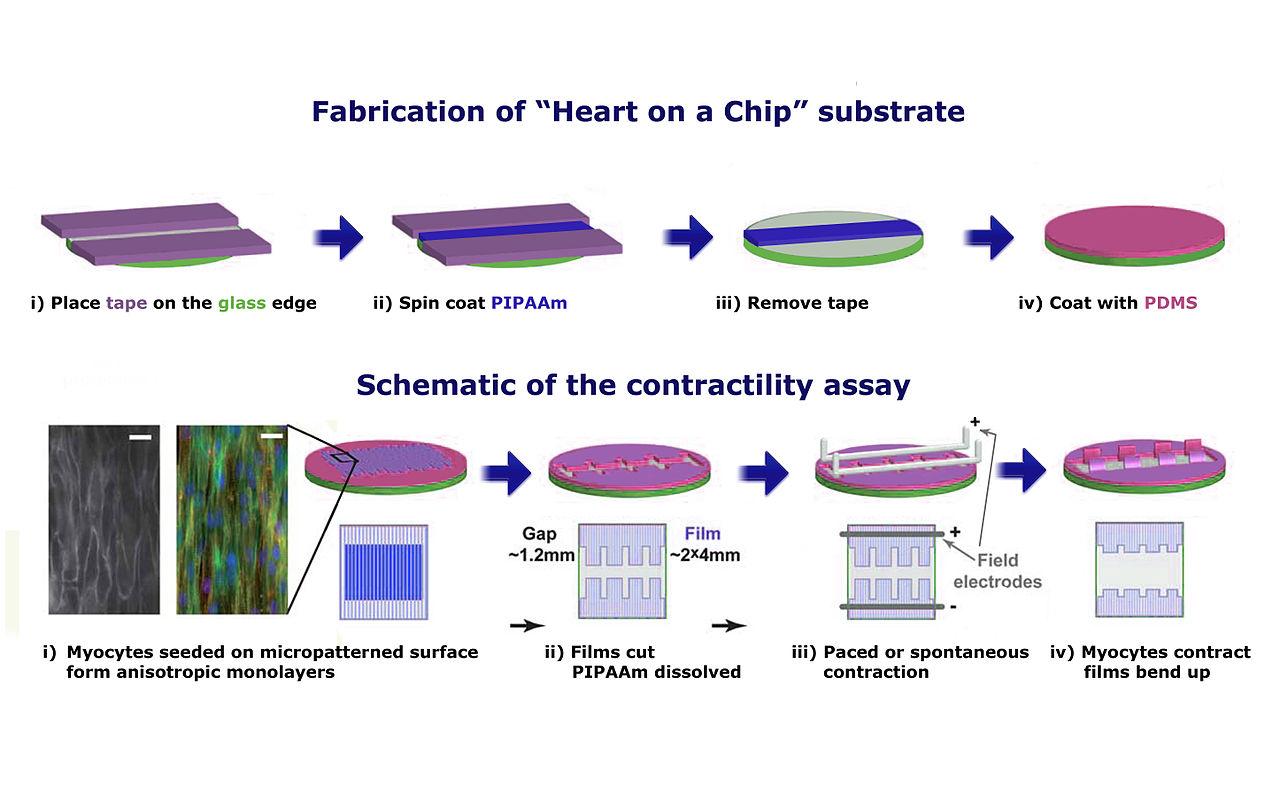 器官芯片实例介绍：（二）Heart-on-a-chip 芯片心脏 - 知乎