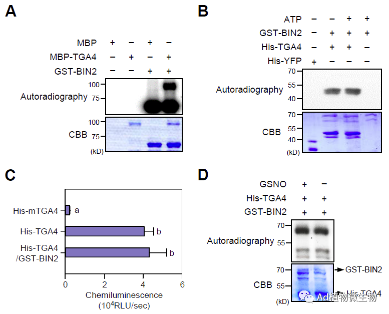 Molecular Plant | 研究揭示水杨酸和油菜素内酯协同作用介导的植物免疫机制！ - 知乎