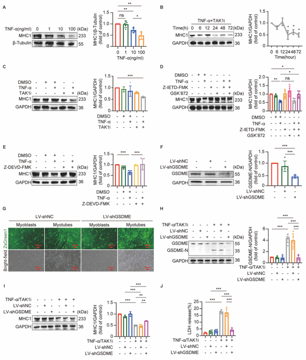 Cell Death Discov︱福医大附院谢良地团队揭示肌少症中TNF-α调控骨骼肌细胞发生细胞焦亡的分子机制 - 知乎