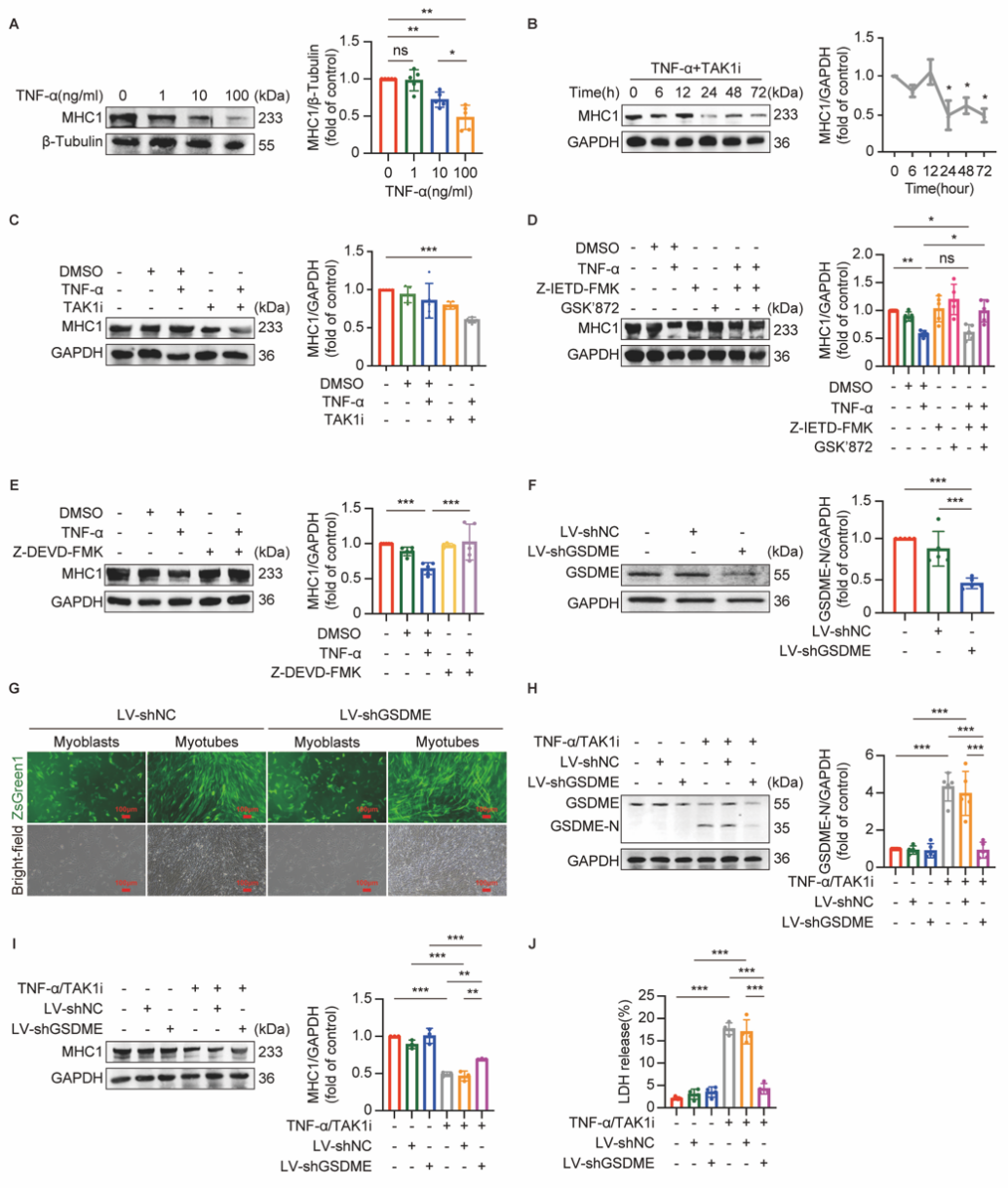 Cell Death Discov︱福医大附院谢良地团队揭示肌少症中TNF-α调控骨骼肌细胞发生细胞焦亡的分子机制 - 知乎