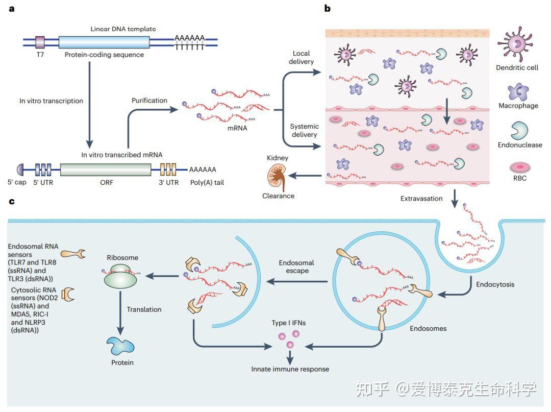 mRNA纳米药物全景解读：最新进展、挑战，临床转化及未来方向 - 知乎