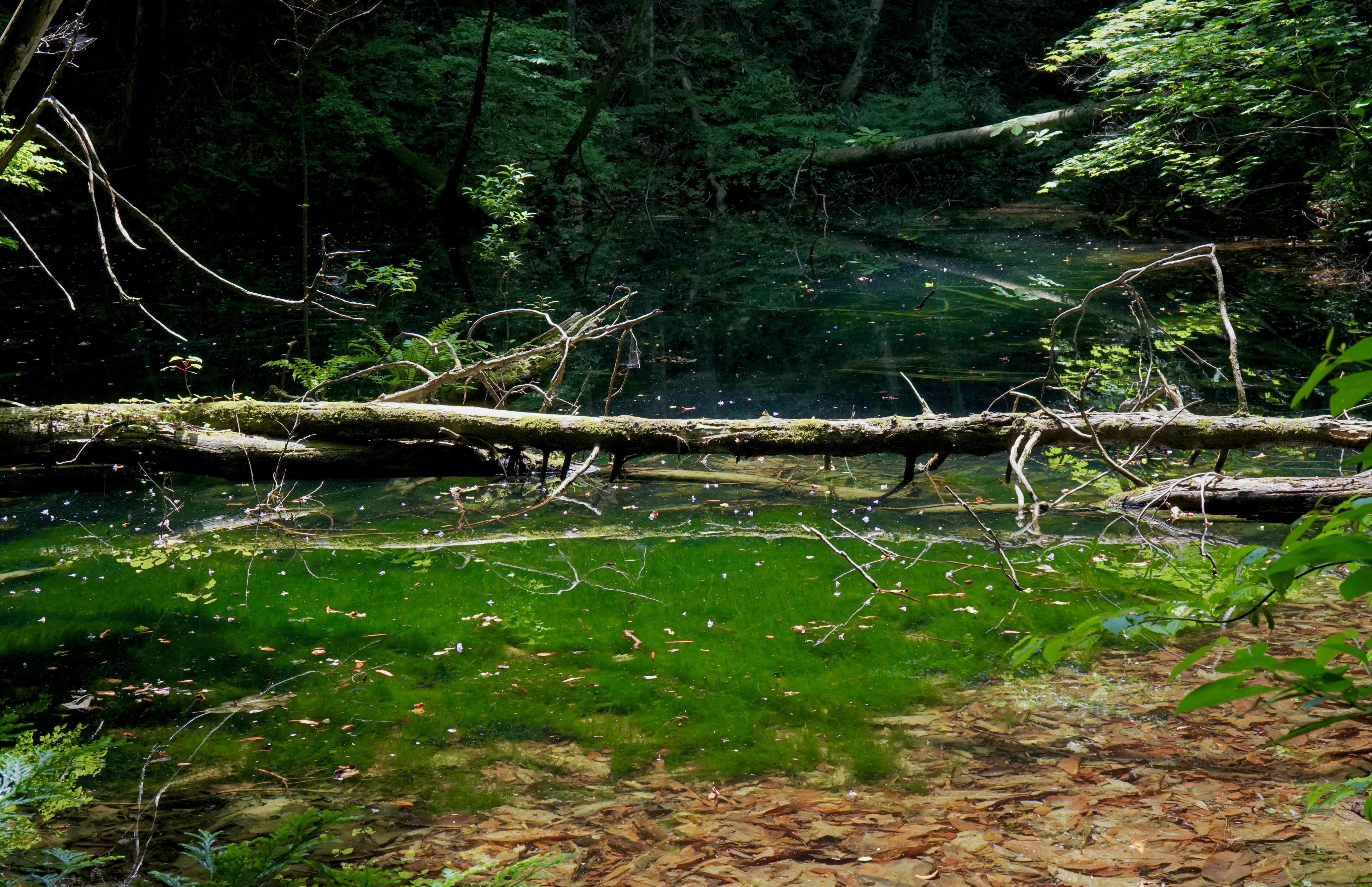 日本的隐秘之森——白神山地十二湖 - 知乎