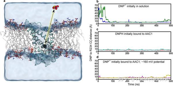 代谢学人--Nature：U，执行A计划！线粒体UCP1/AAC机制大揭秘 - 知乎