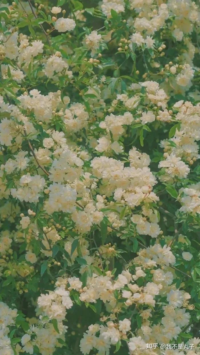 壁纸/适合春天的壁纸 - 知乎