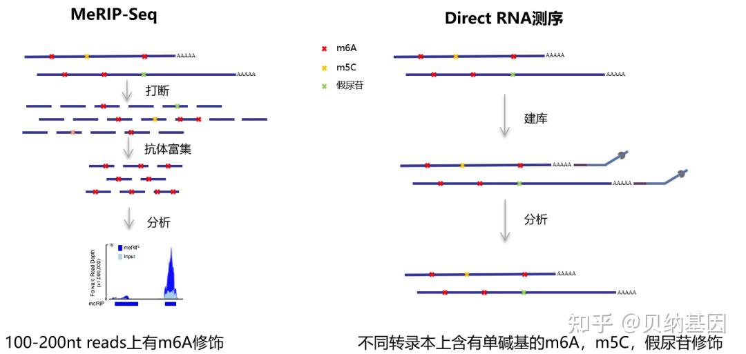 还在用 MeRIP-seq吗?你OUT了！RNA甲基化研究重磅来袭——DRS - 知乎