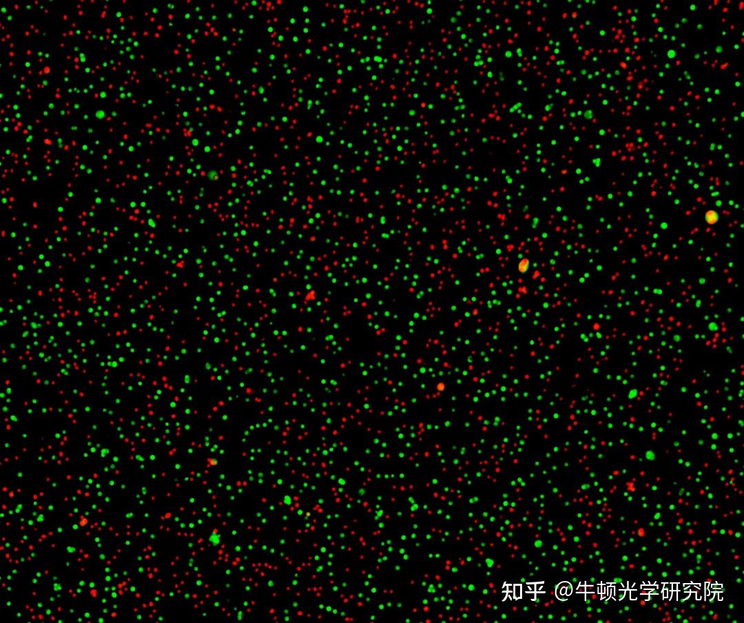 Hela细胞为什么会被称为“不死细胞”？ - 知乎