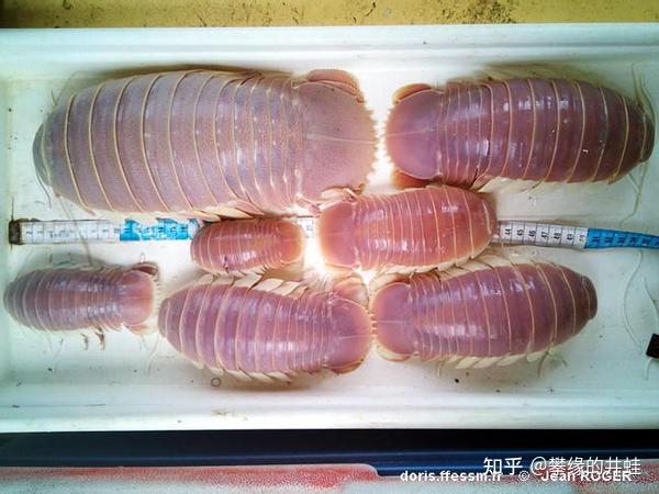 【地球演义】第二百七十二回 嘁，虫子 - 知乎