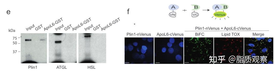 Nature Comunications｜脂滴相关蛋白ApoL6 通过与 Perilipin1互作抑制脂肪分解 - 知乎