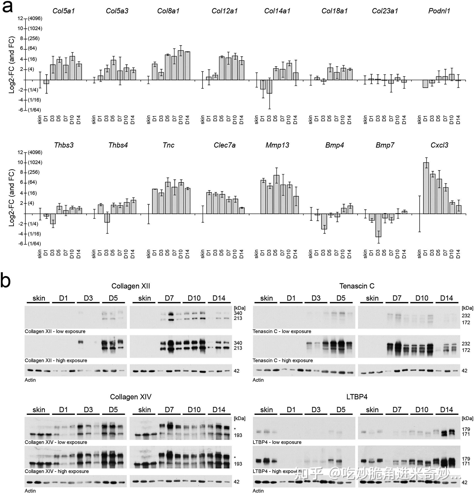 Identification of a myofibroblast- specific expression signature in ...