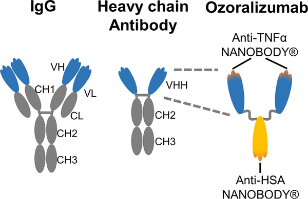 H44-L100：没有什么是一个二硫键解决不了的 - 知乎