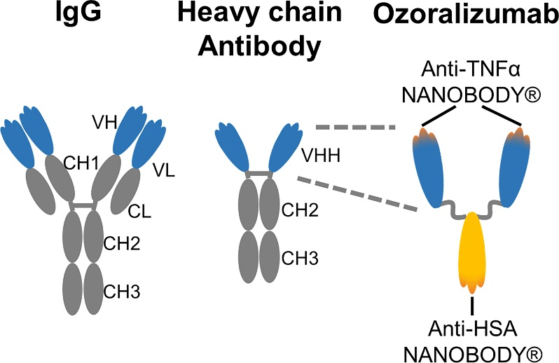 H44-L100：没有什么是一个二硫键解决不了的 - 知乎