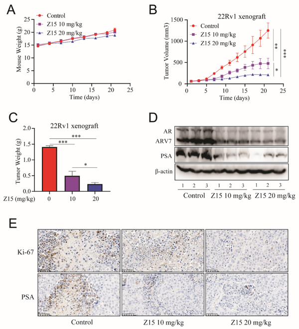 eLife︱周金明团队等发现一类新型选择性雄激素受体降解剂 - 知乎