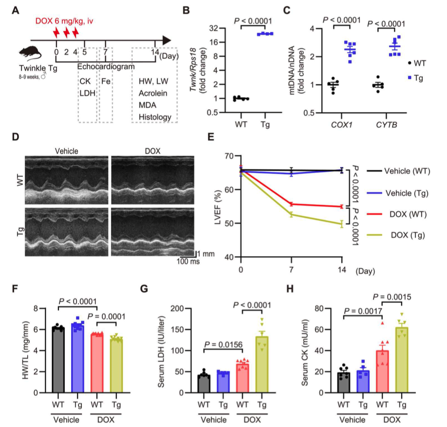 Science子刊丨阿霉素通过诱导铁死亡导致心肌毒性 - 知乎